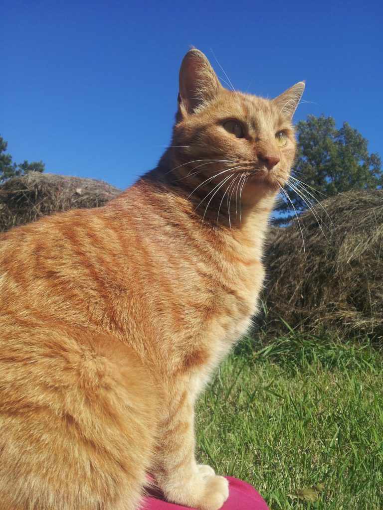This is my Cat Bo – I Live in the Country